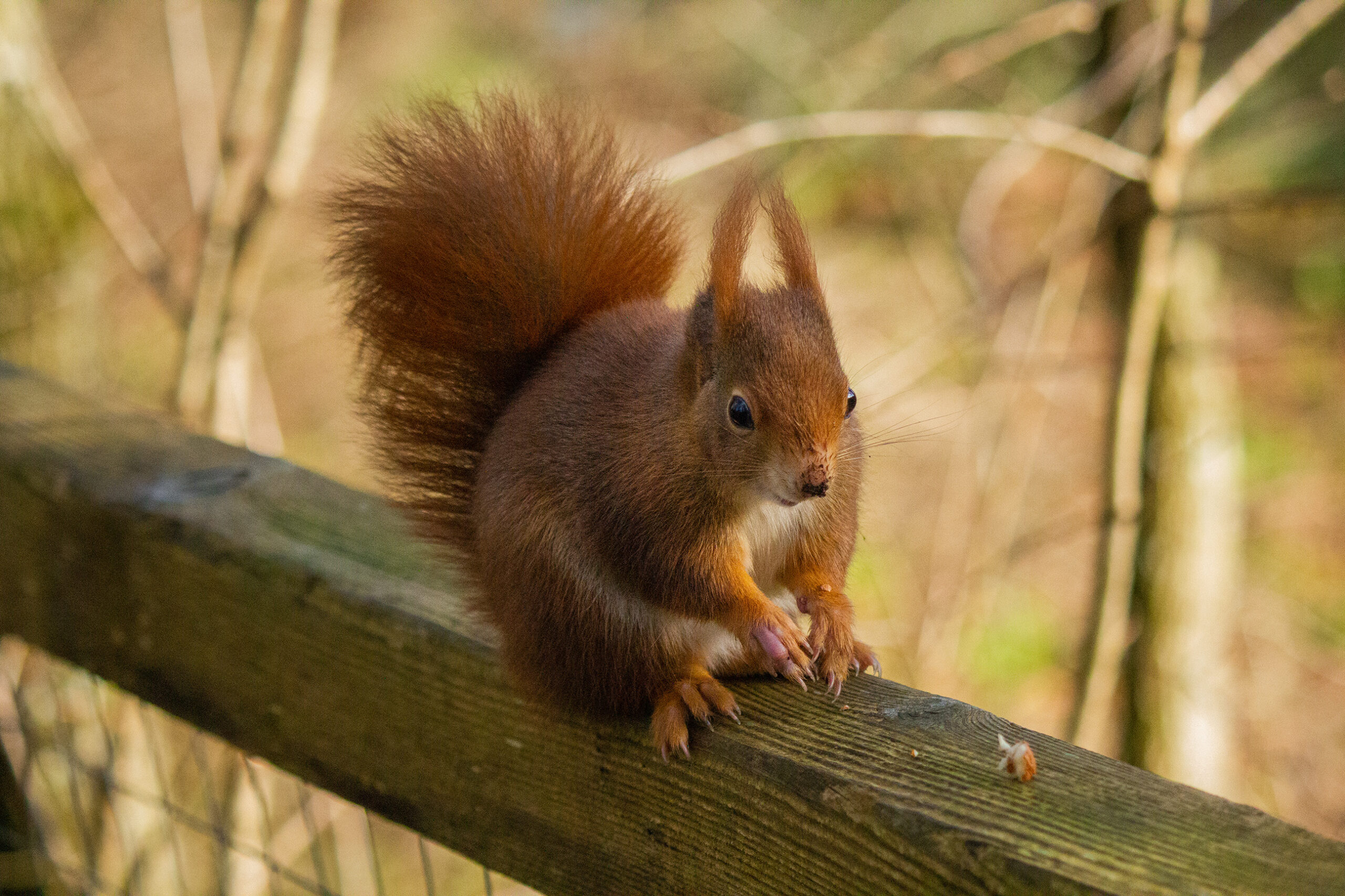 Red Squirrel breeding and reintroductions