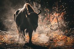 Blean Bison project