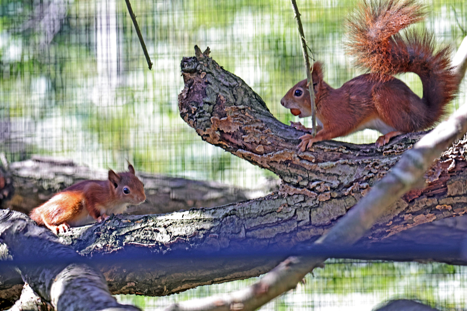 Red Squirrel Awareness Week