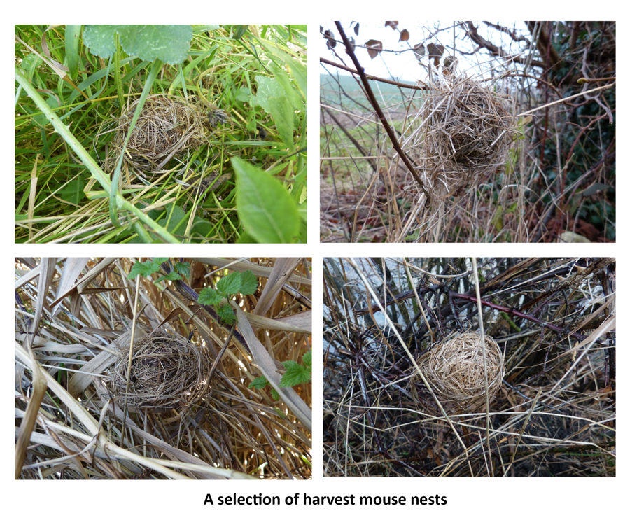 Harvest Mouse survey