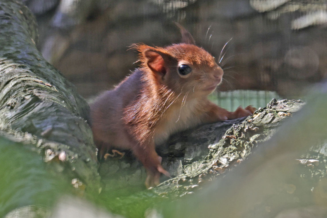 Red Squirrel Awareness Week