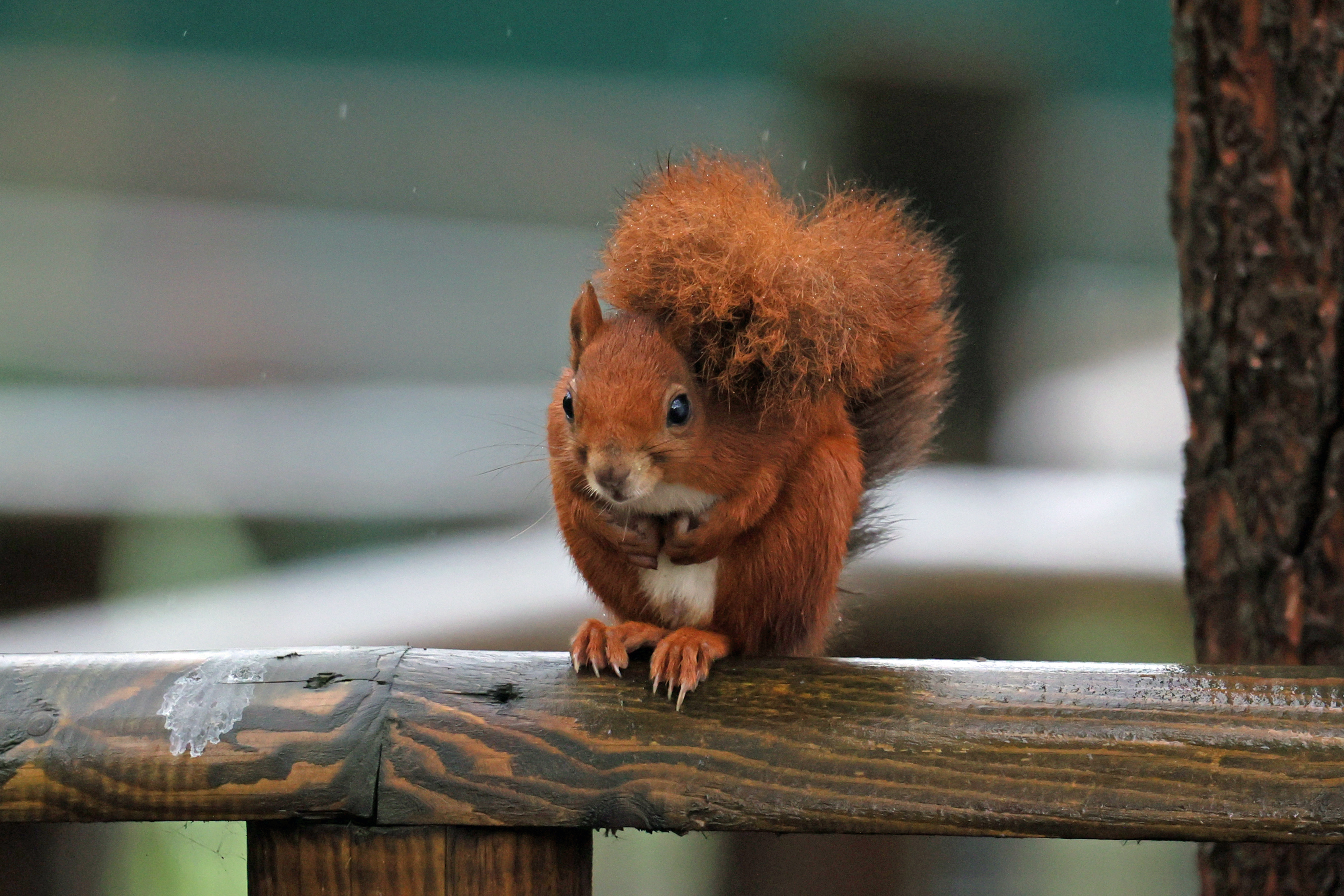 Red Squirrel breeding and reintroductions