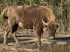 Blean Bison project