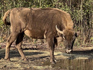 Blean Bison project