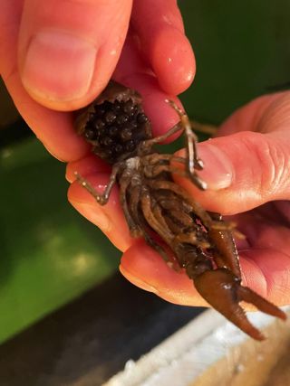 Crayfish facts