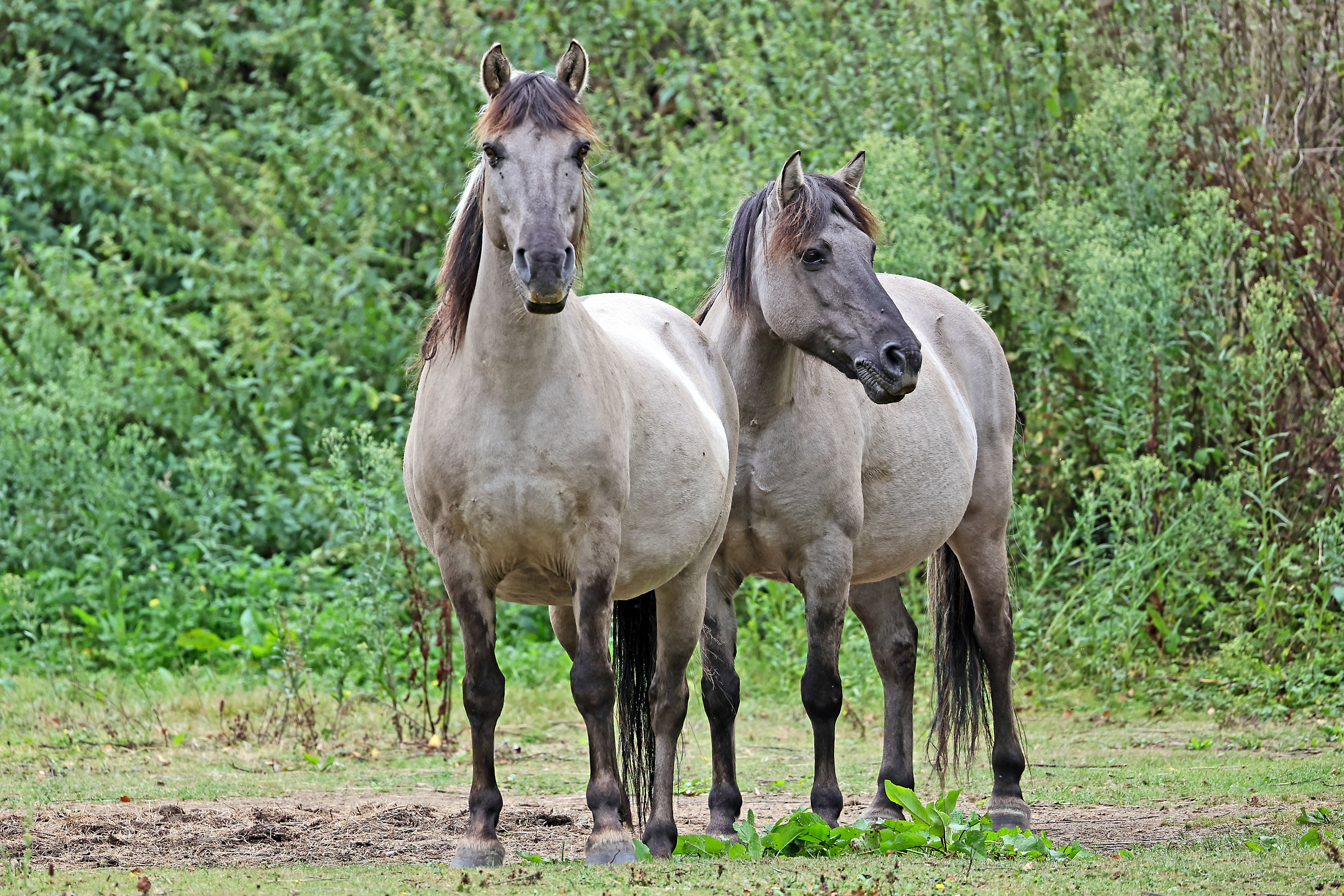 Conservation grazing with Koniks