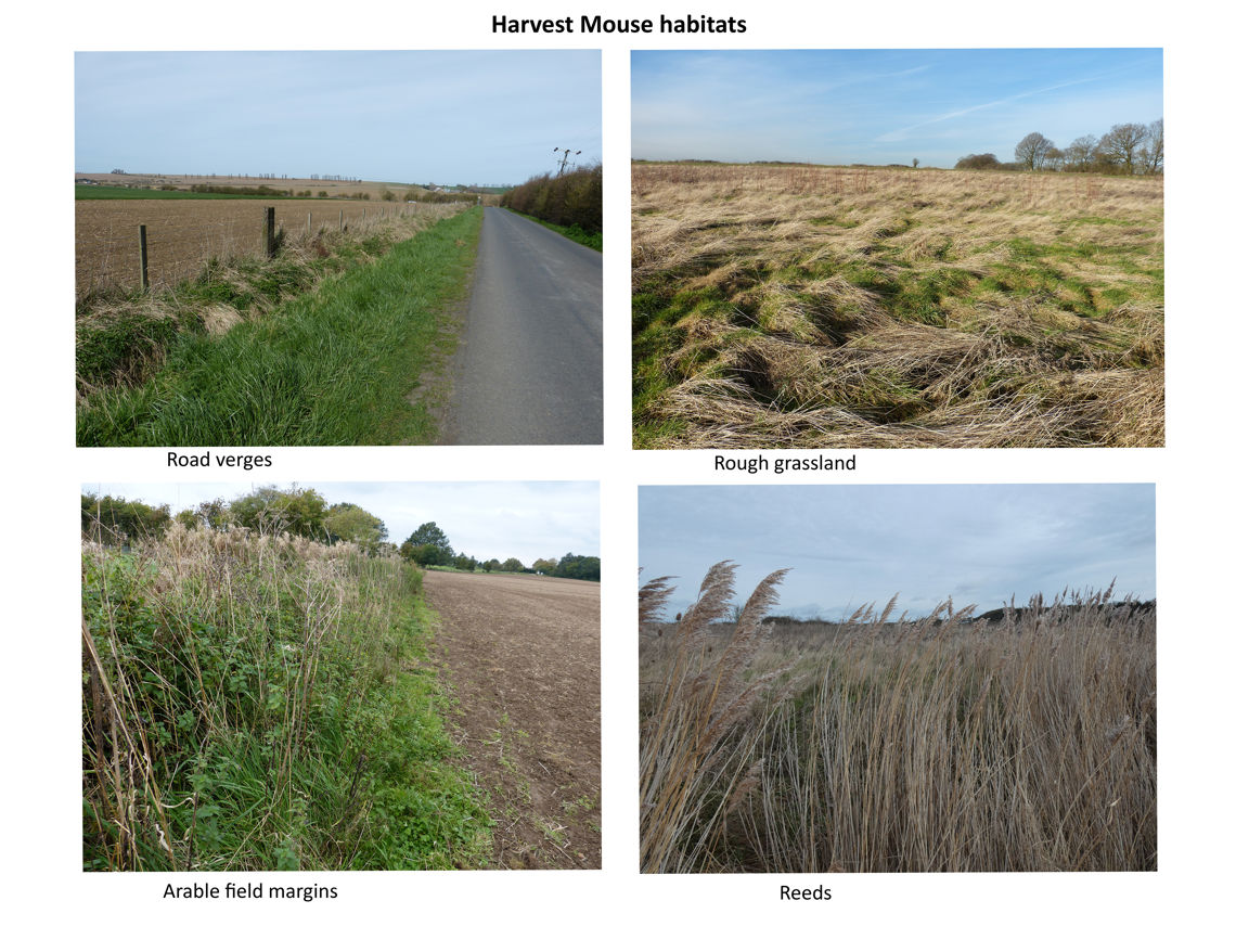 Harvest Mouse survey