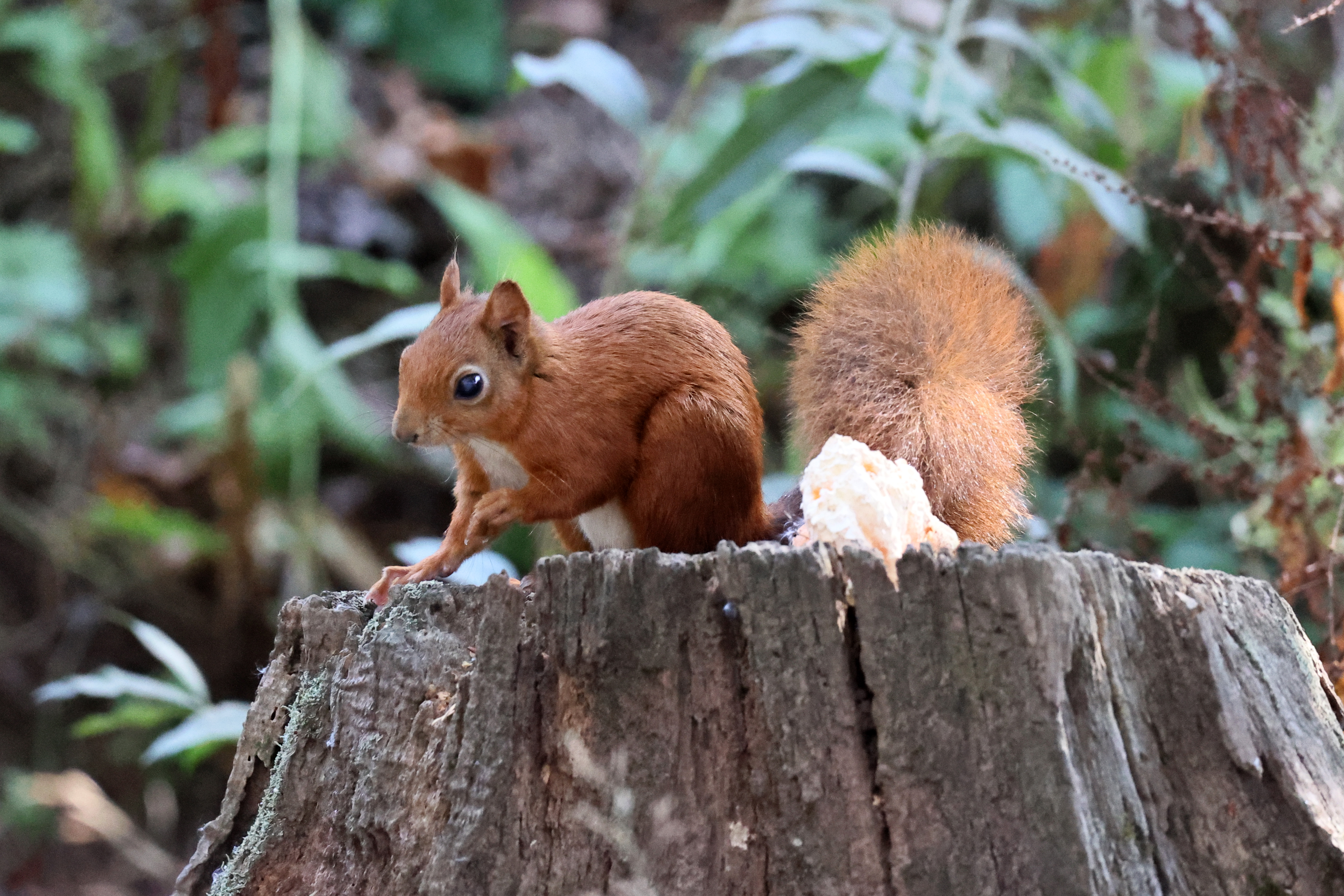 Red Squirrel Captive Breeding and Reintroductions